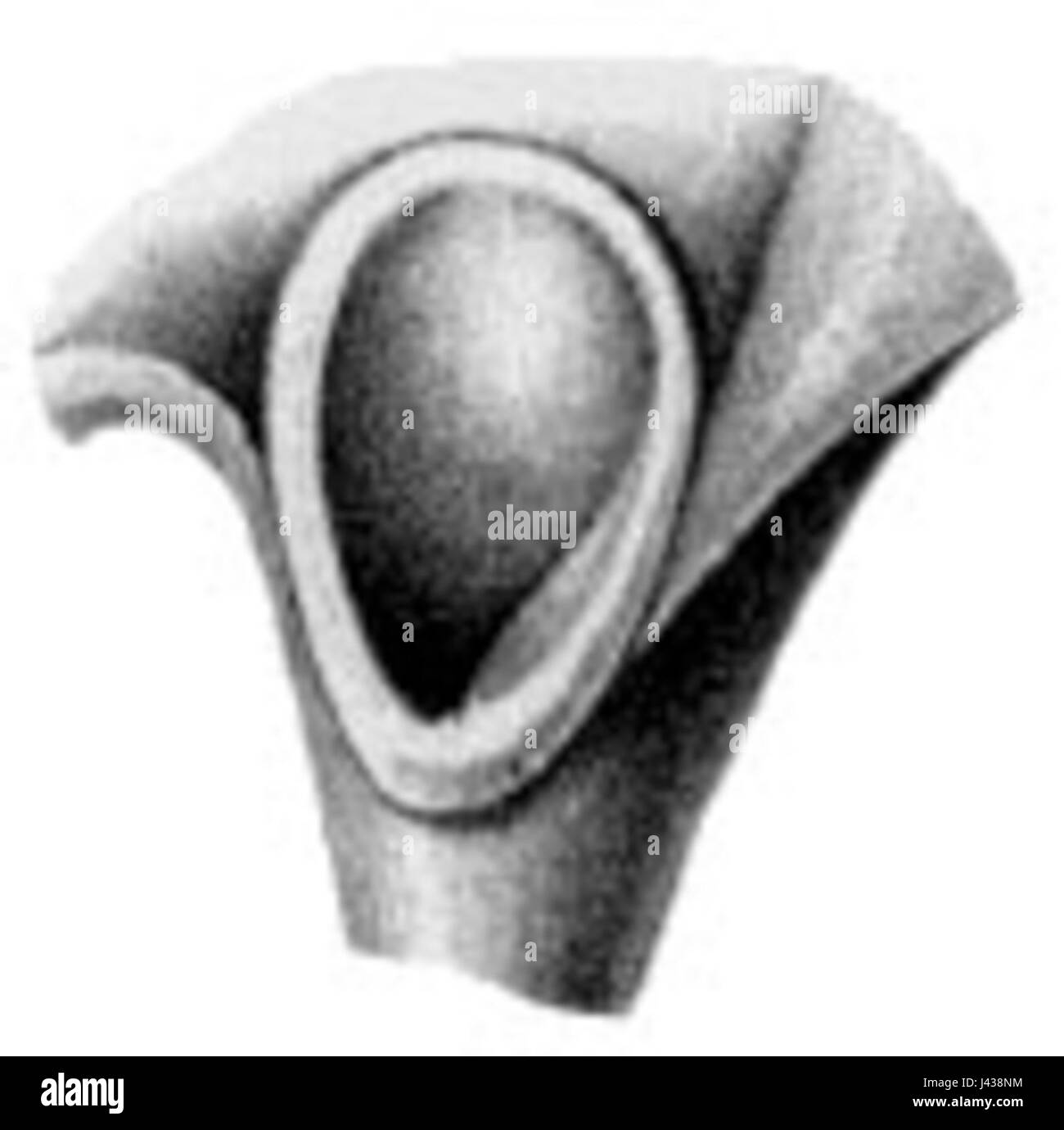 Magnapinna hi-res stock photography and images - Alamy