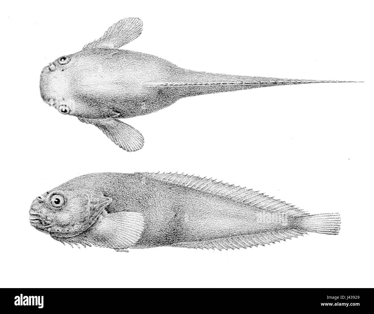 Liparis antarctica is a species of fish native to Antarctic waters. It ...