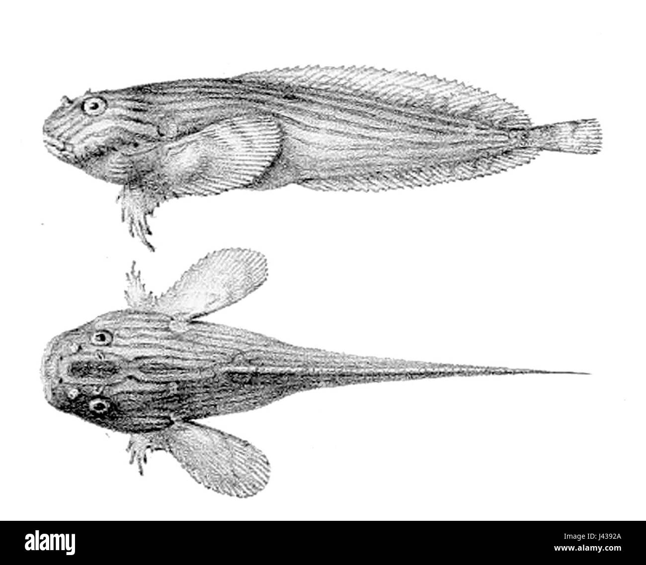 Sucker fish Black and White Stock Photos & Images - Alamy