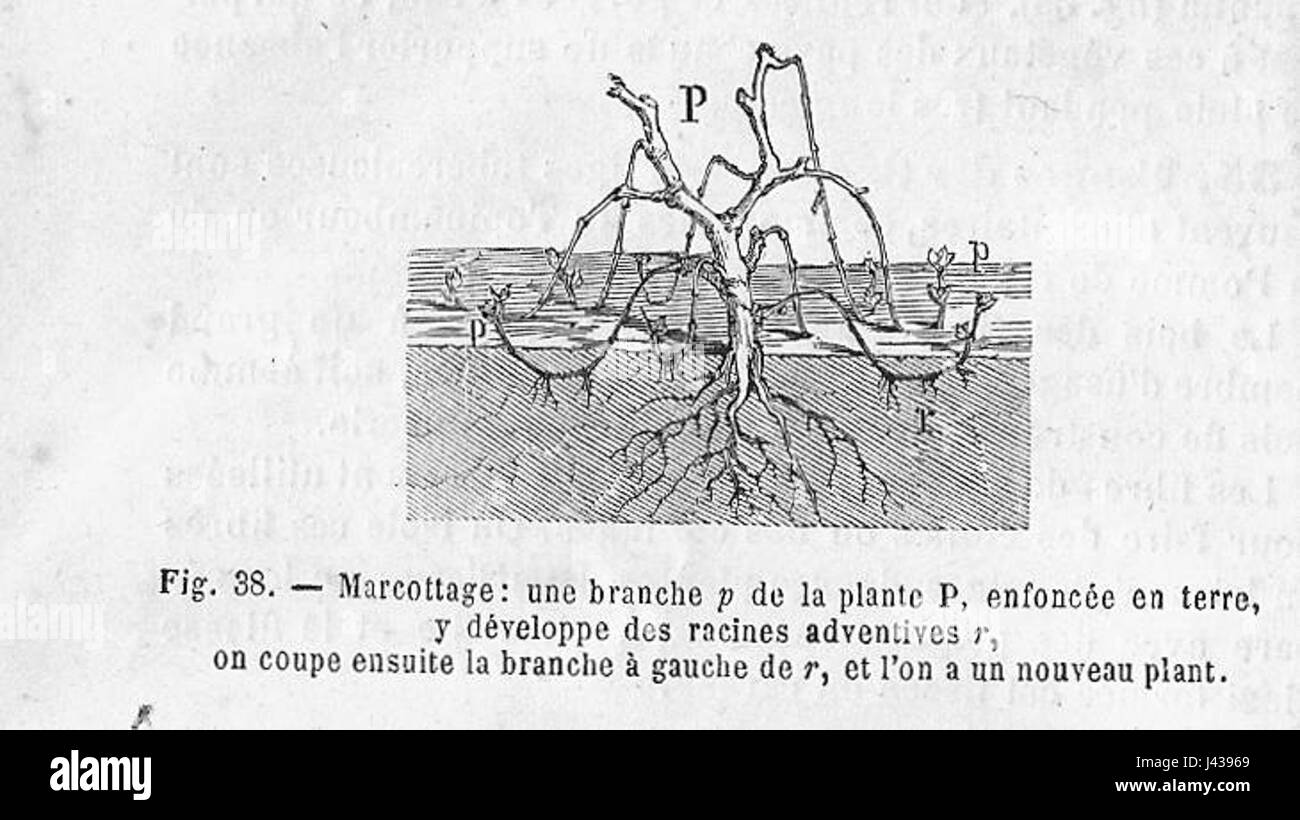 Marcottage, also known as layering, is a horticultural technique where ...