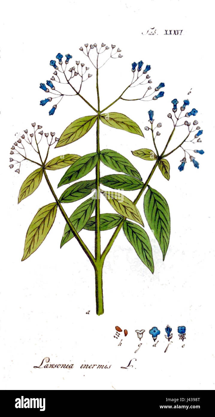 Lawsonia inermis drawing Cut Out Stock Images & Pictures - Alamy