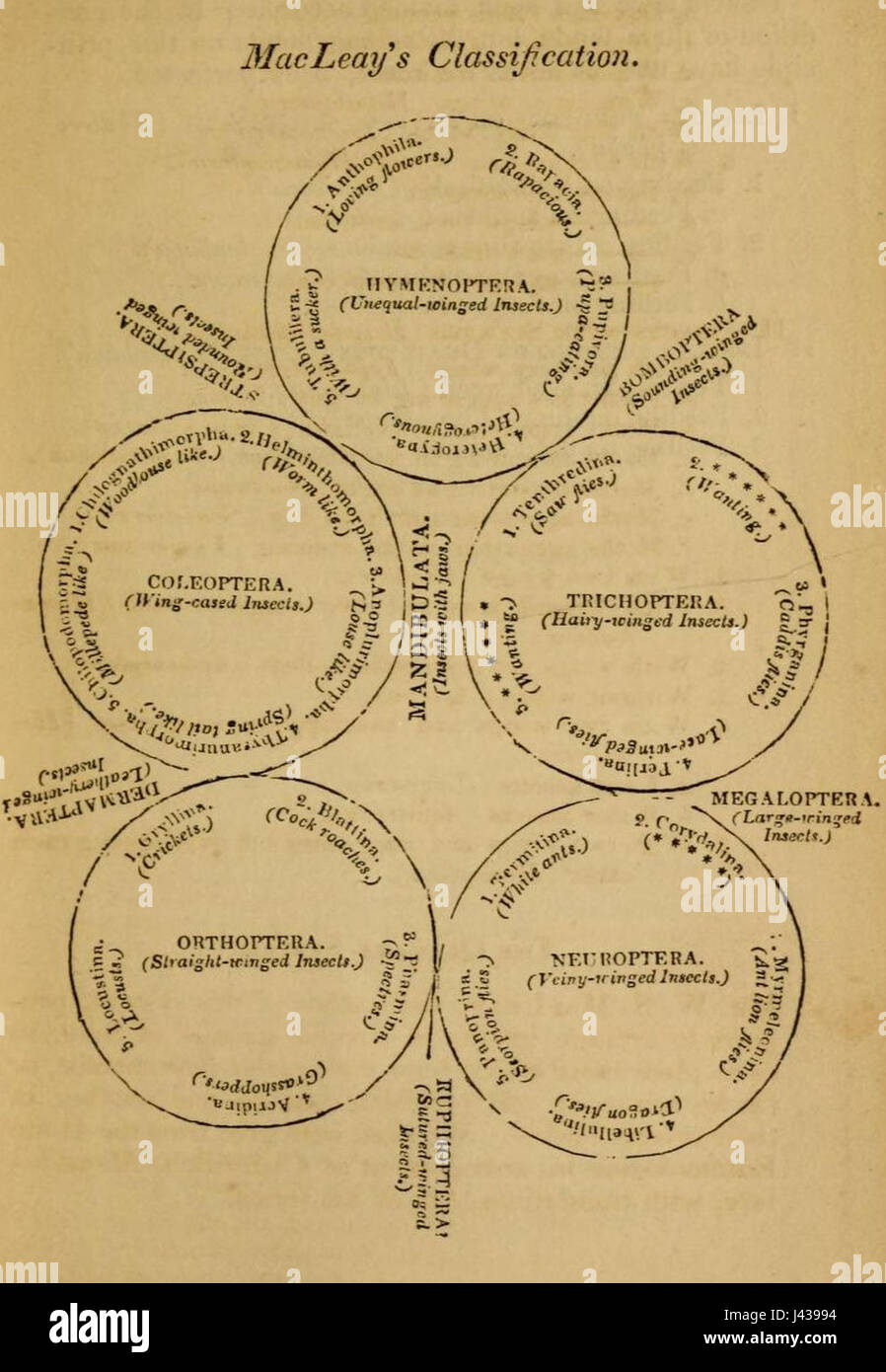 MacLeay's classification of insects was an early attempt at organizing ...