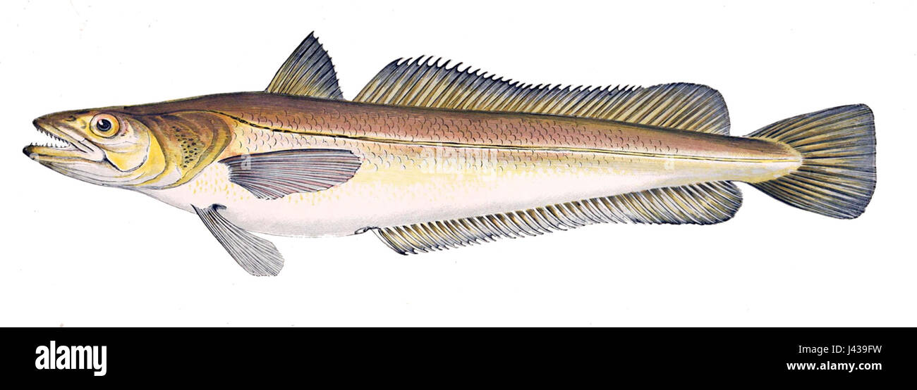 Merluccius hi-res stock photography and images - Alamy