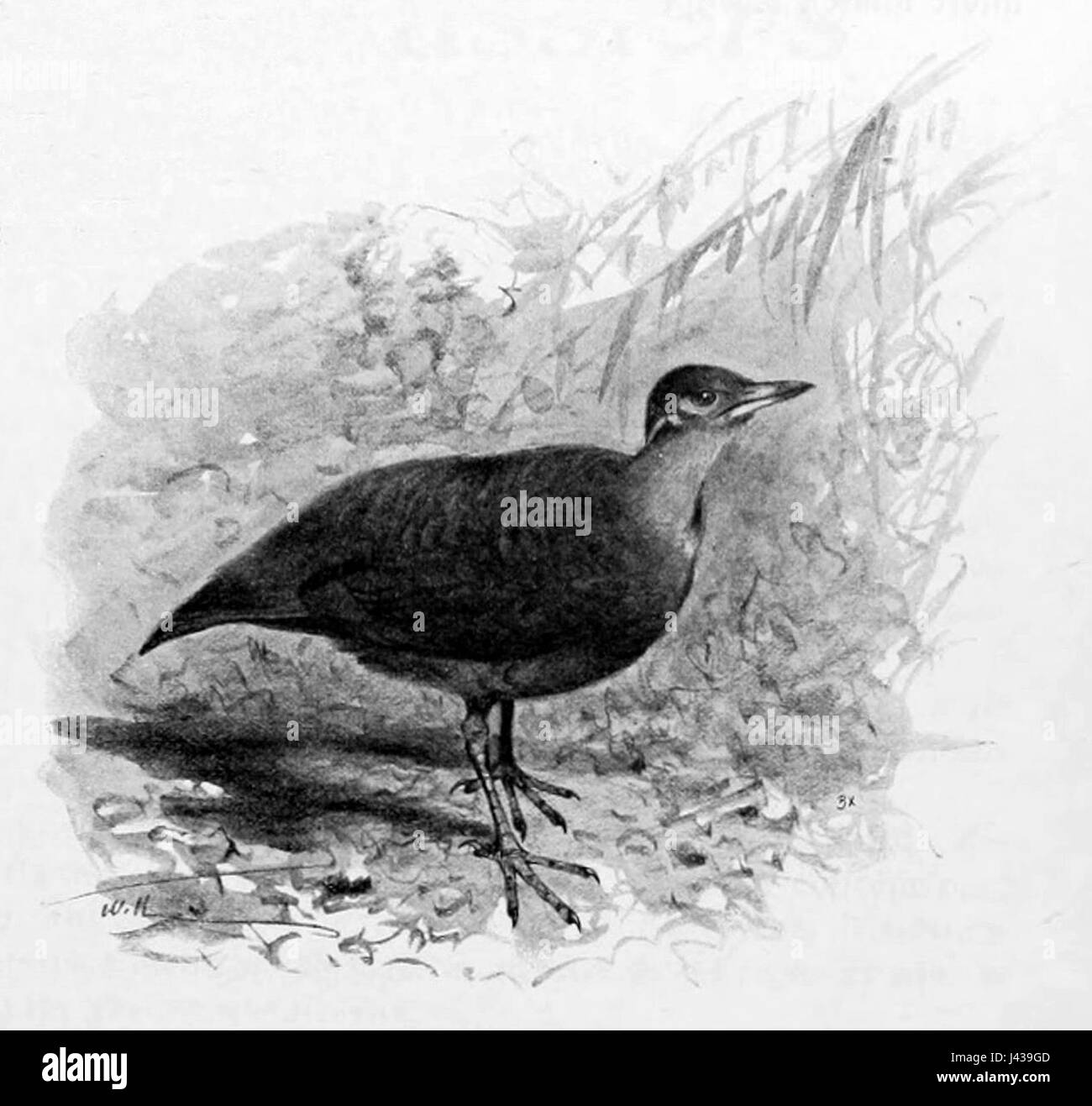 Mesitornis variegatus hi-res stock photography and images - Alamy