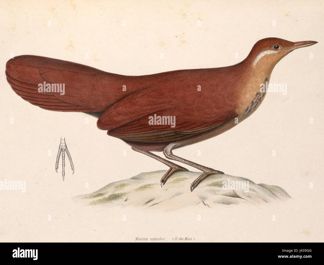 *Mesitornis unicolor* is a bird species first described in 1849. It is ...