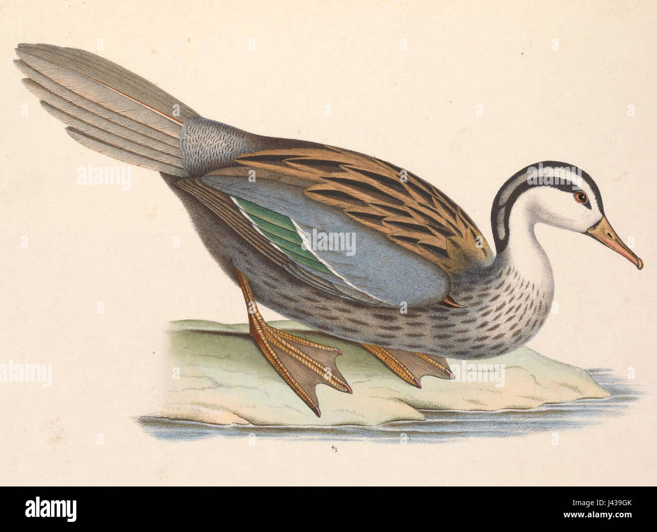 Merganetta armata colombiana, a subspecies of the armed water frog, is ...