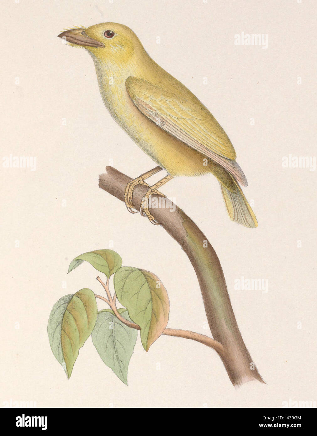 Asian barbet bird hi-res stock photography and images - Alamy