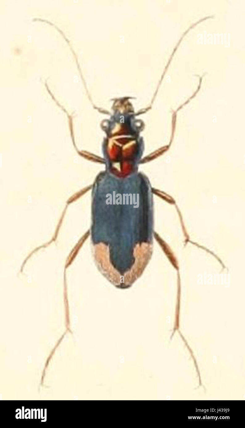 Spixii hi-res stock photography and images - Alamy