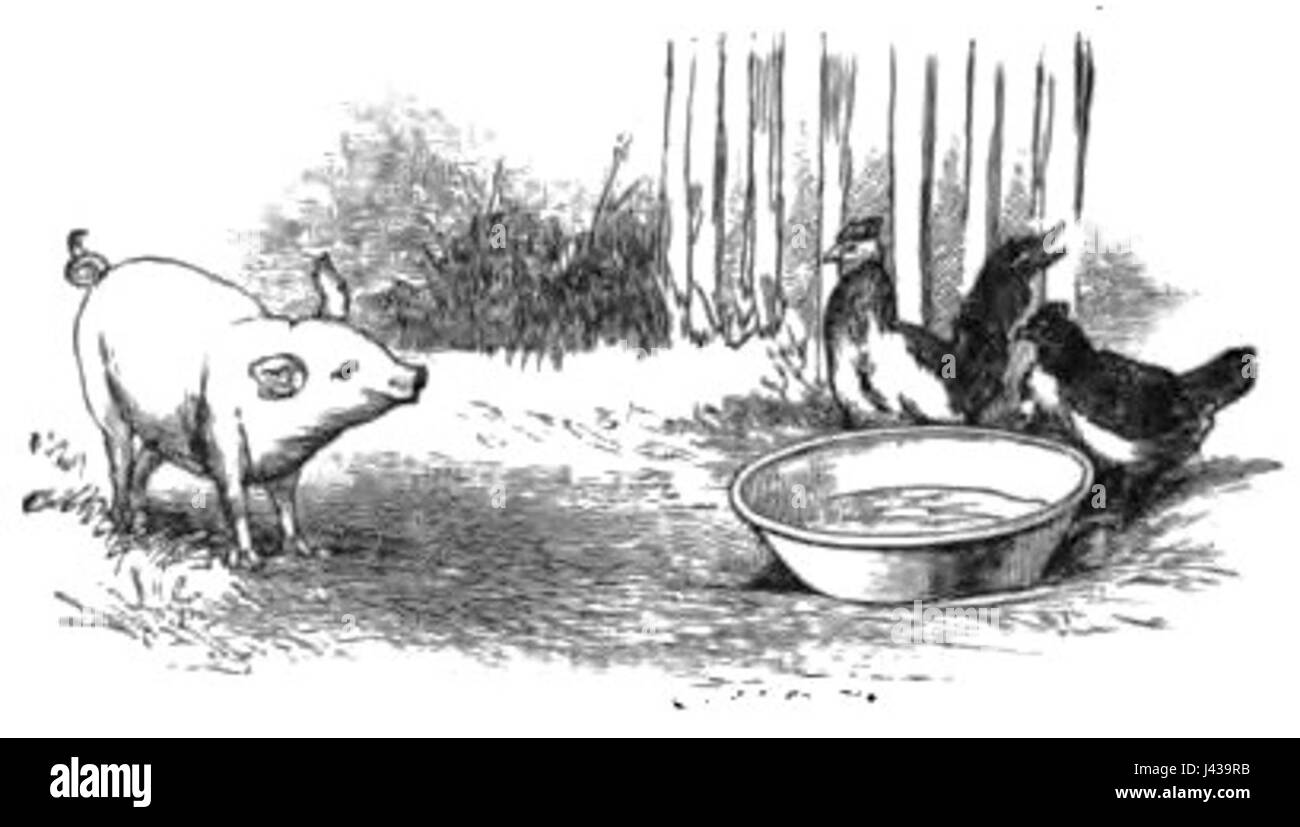 First primary Cut Out Stock Images & Pictures - Alamy