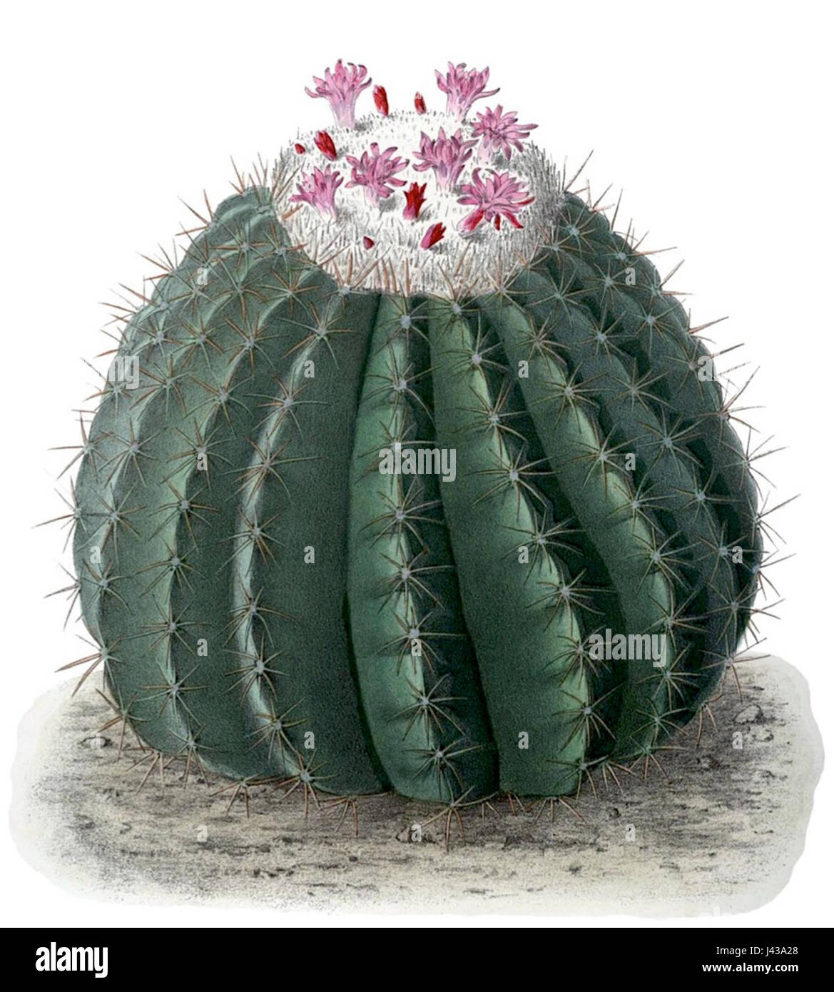 Melocactus curvispinus ssp caesius is a subspecies of cactus known for ...