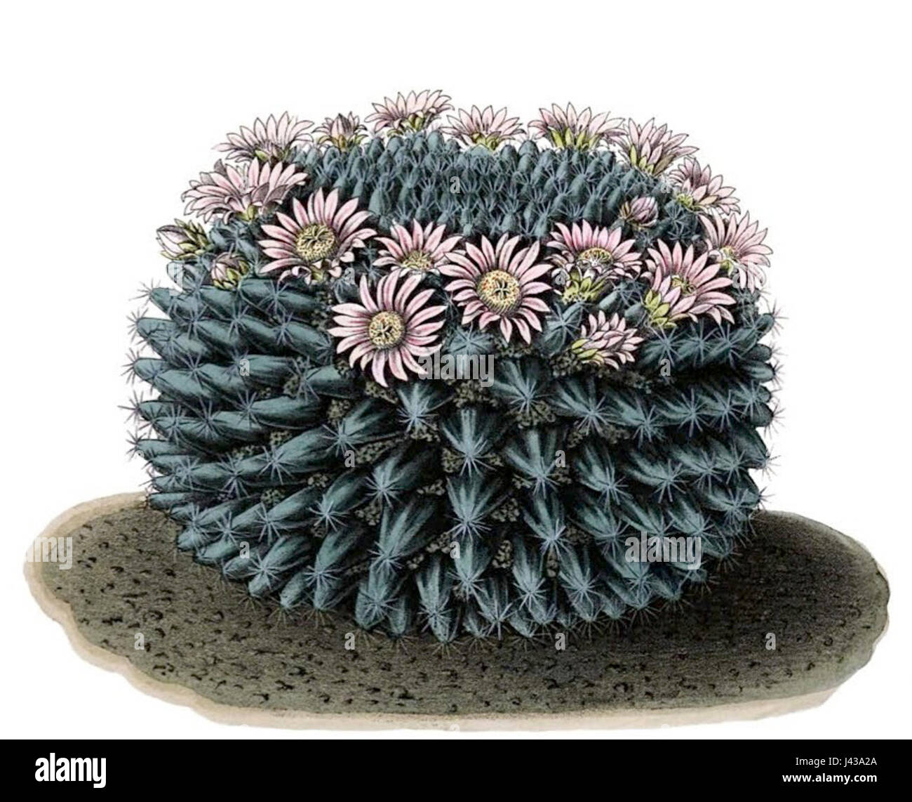 A detailed image of the Mammillaria heyderi ssp hemisphaerica cactus ...