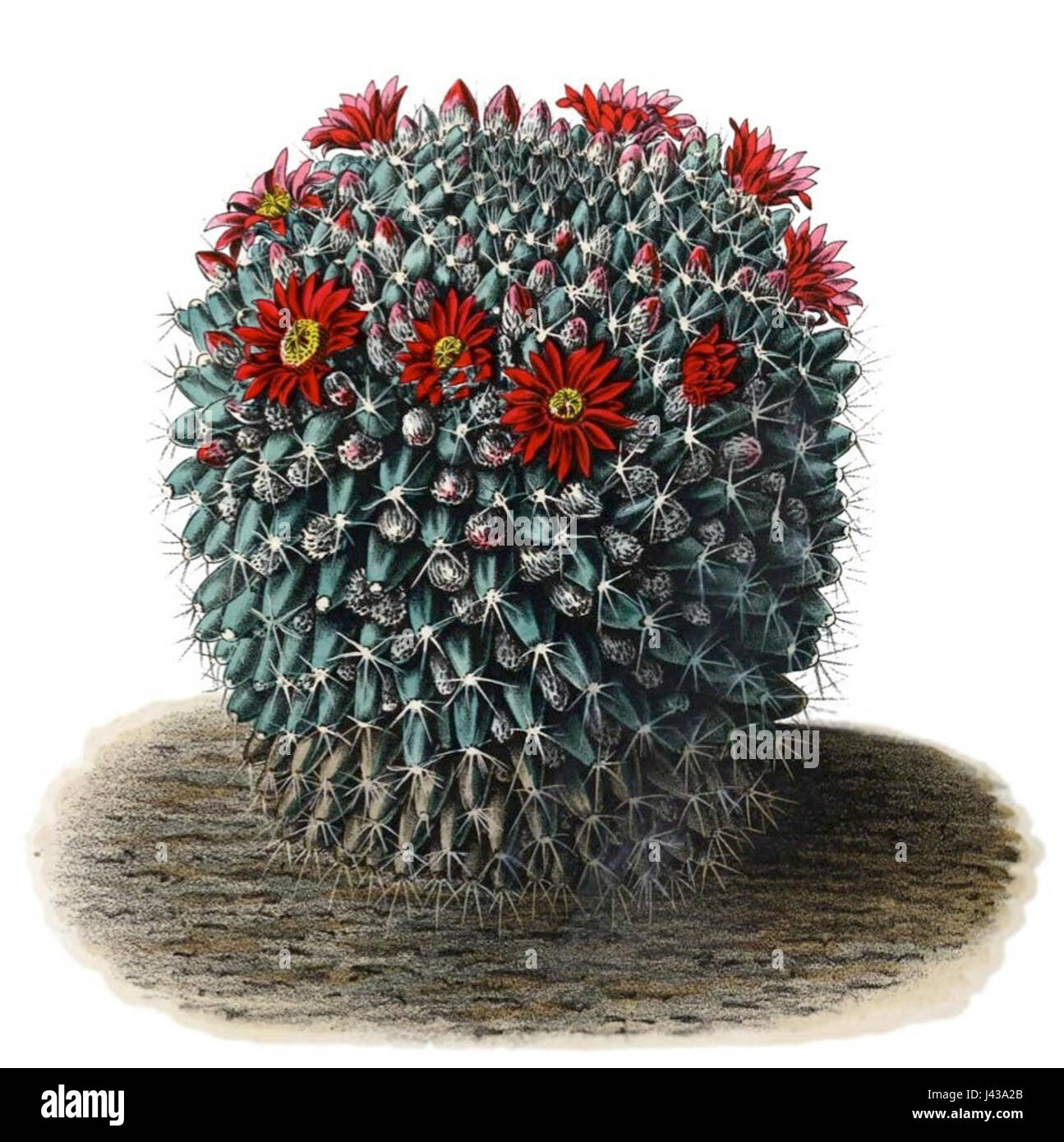 This refers to the Mammillaria magnimamma, a species of cactus known ...