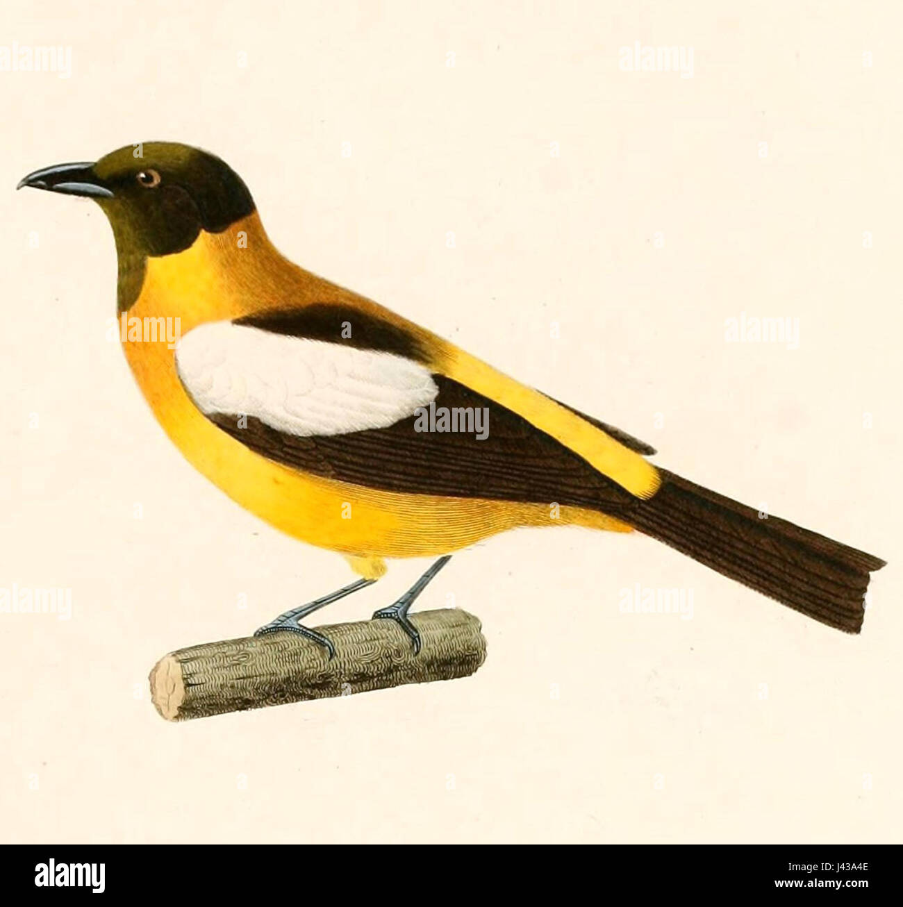 Lanio versicolor hi-res stock photography and images - Alamy