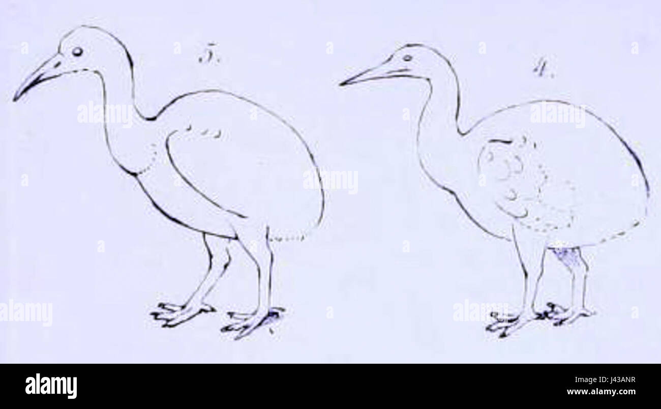 Mascarene islands hi-res stock photography and images - Alamy