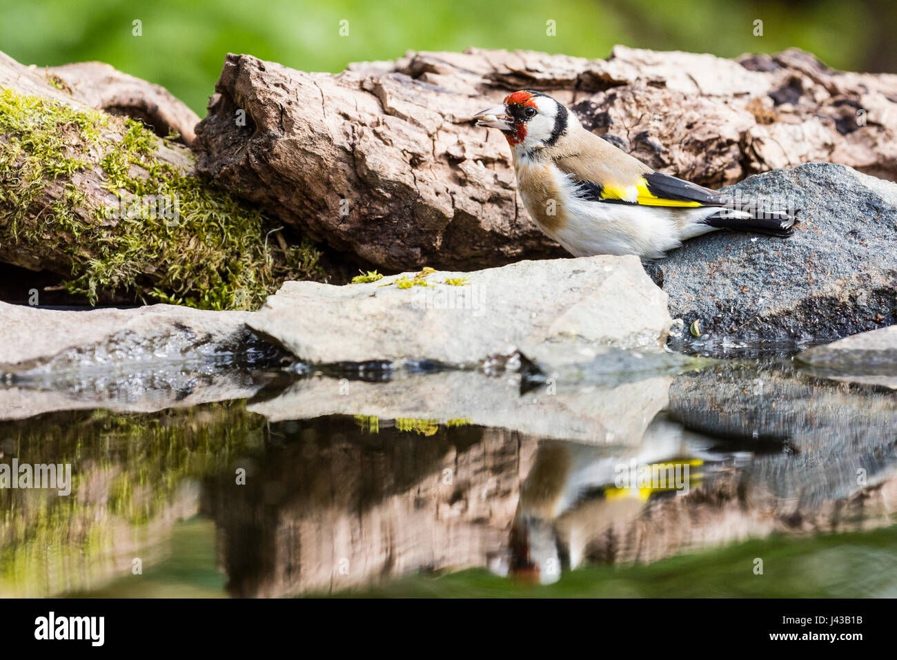 Ceredigion europe finches goldfinch hi-res stock photography and images ...