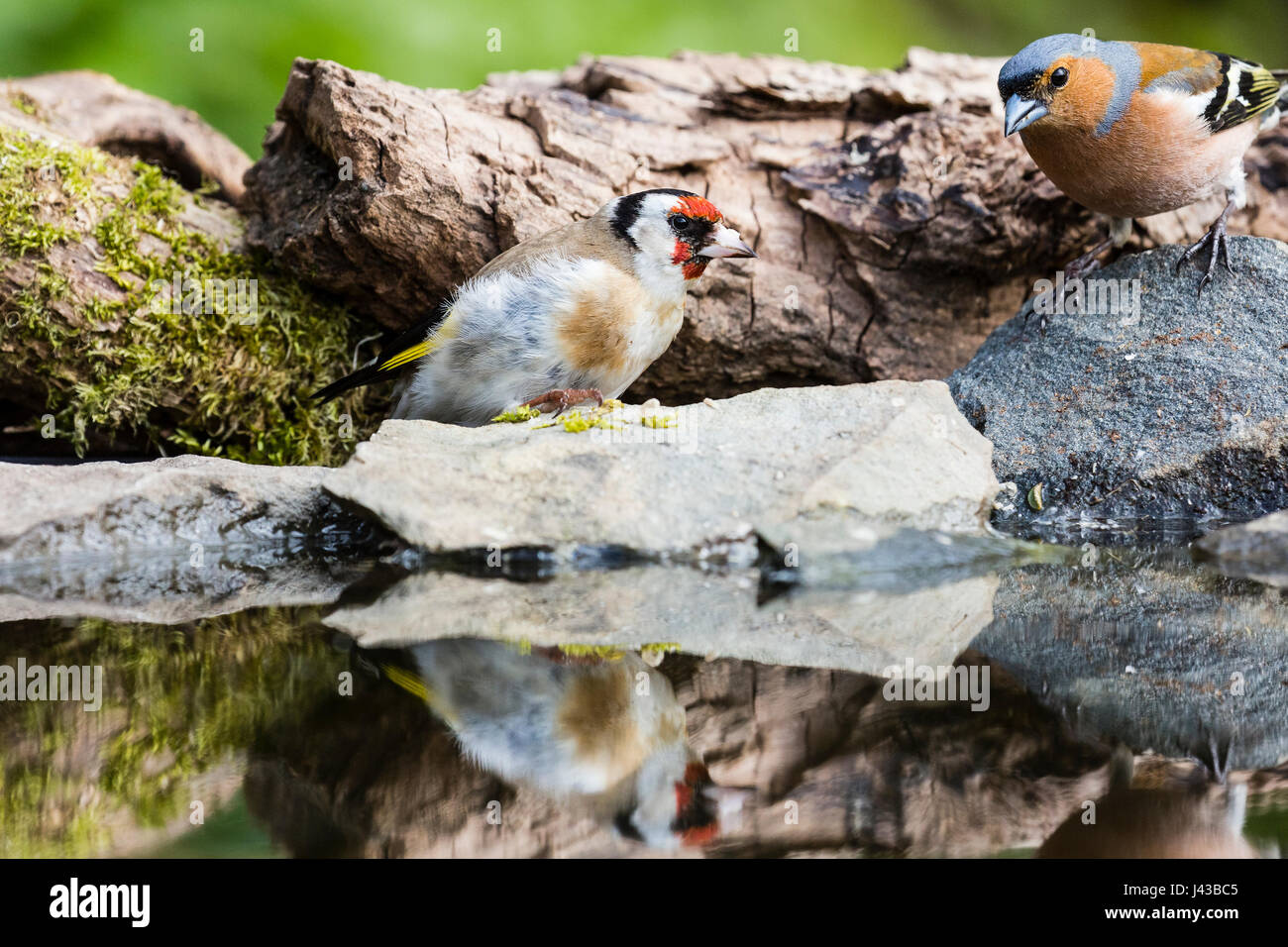 Goldfinch and chaffinch in early Spring Stock Photo - Alamy