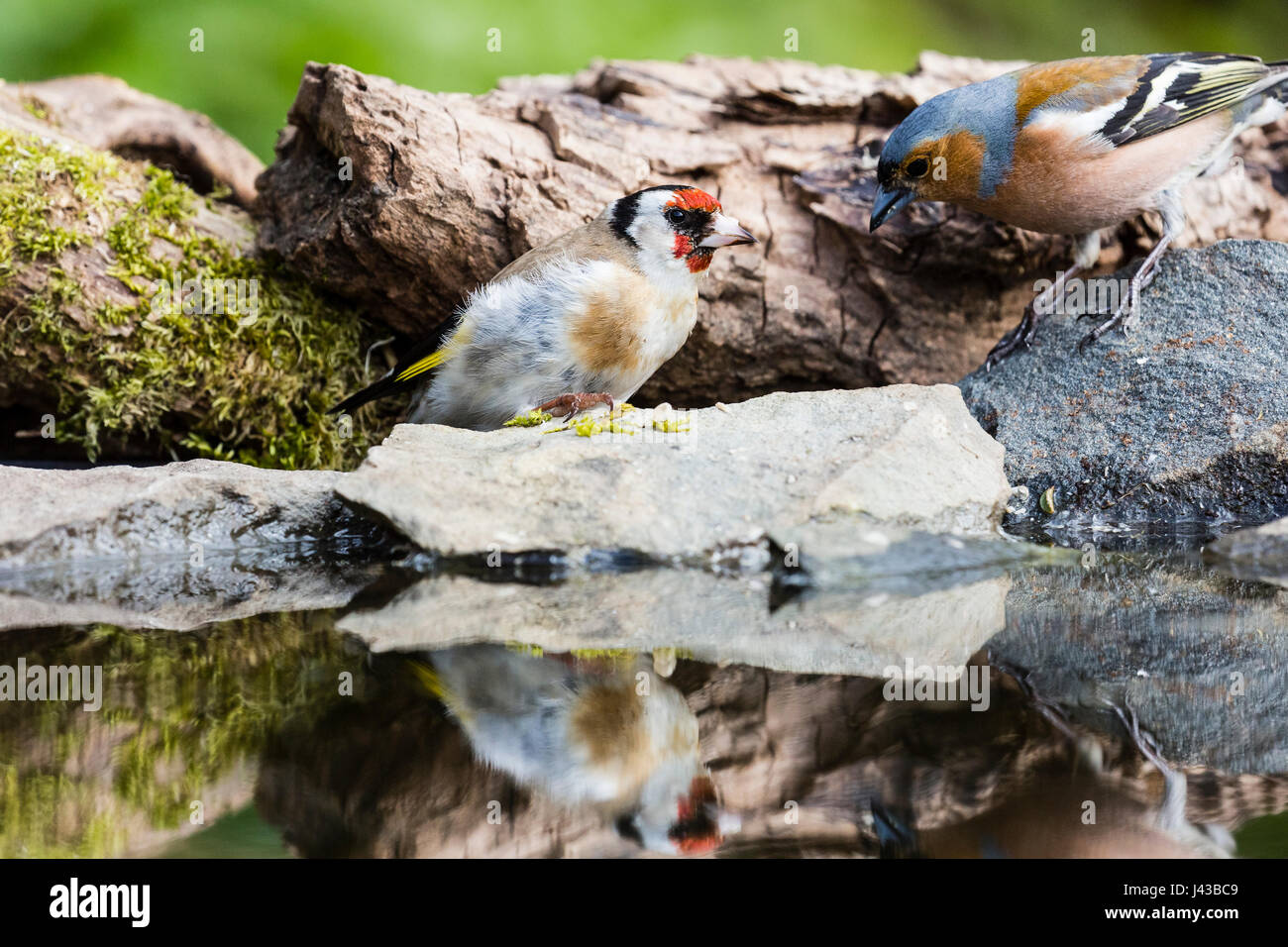 Goldfinch and chaffinch in early Spring Stock Photo - Alamy
