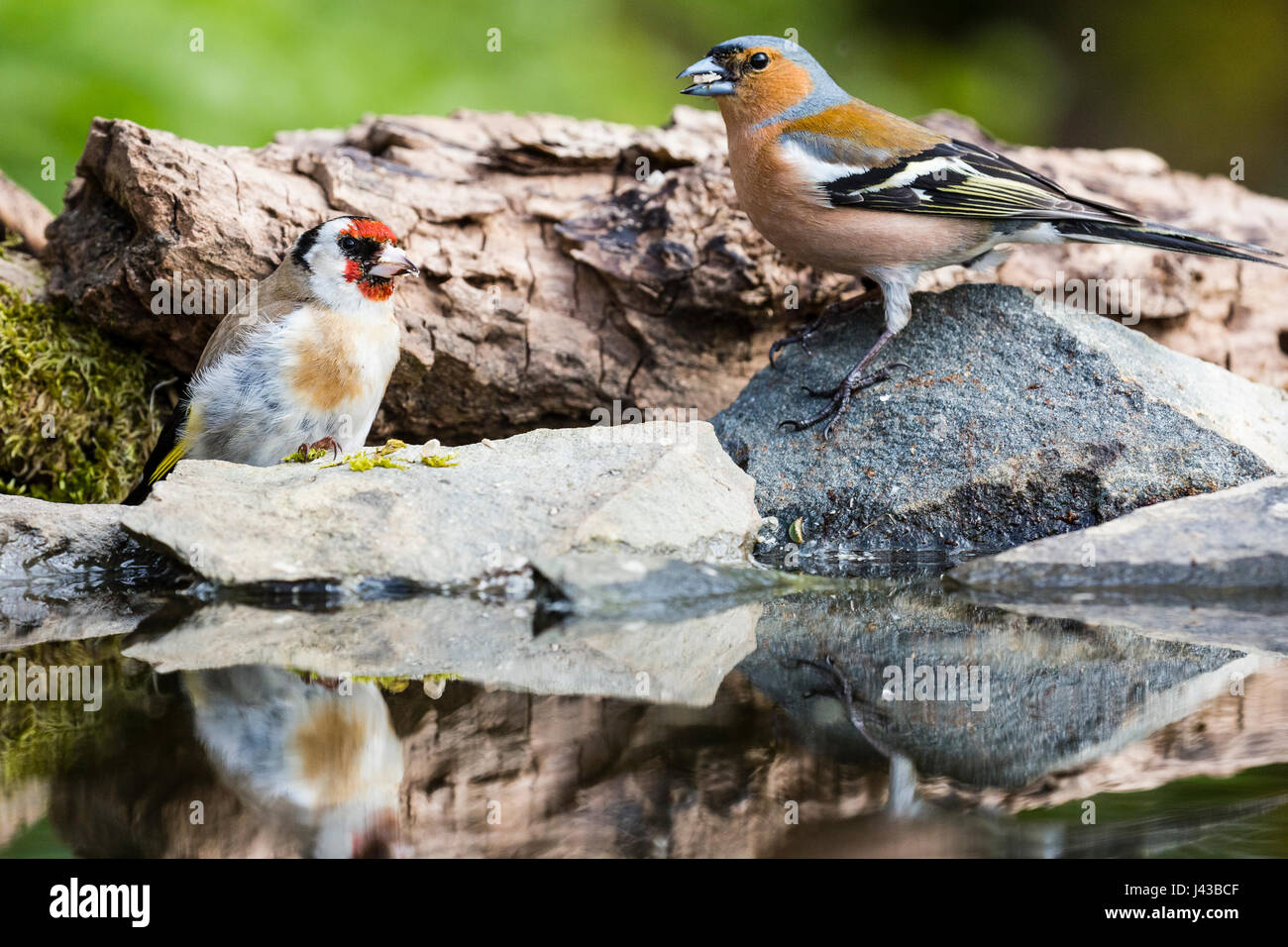 Goldfinch and chaffinch in early Spring Stock Photo - Alamy