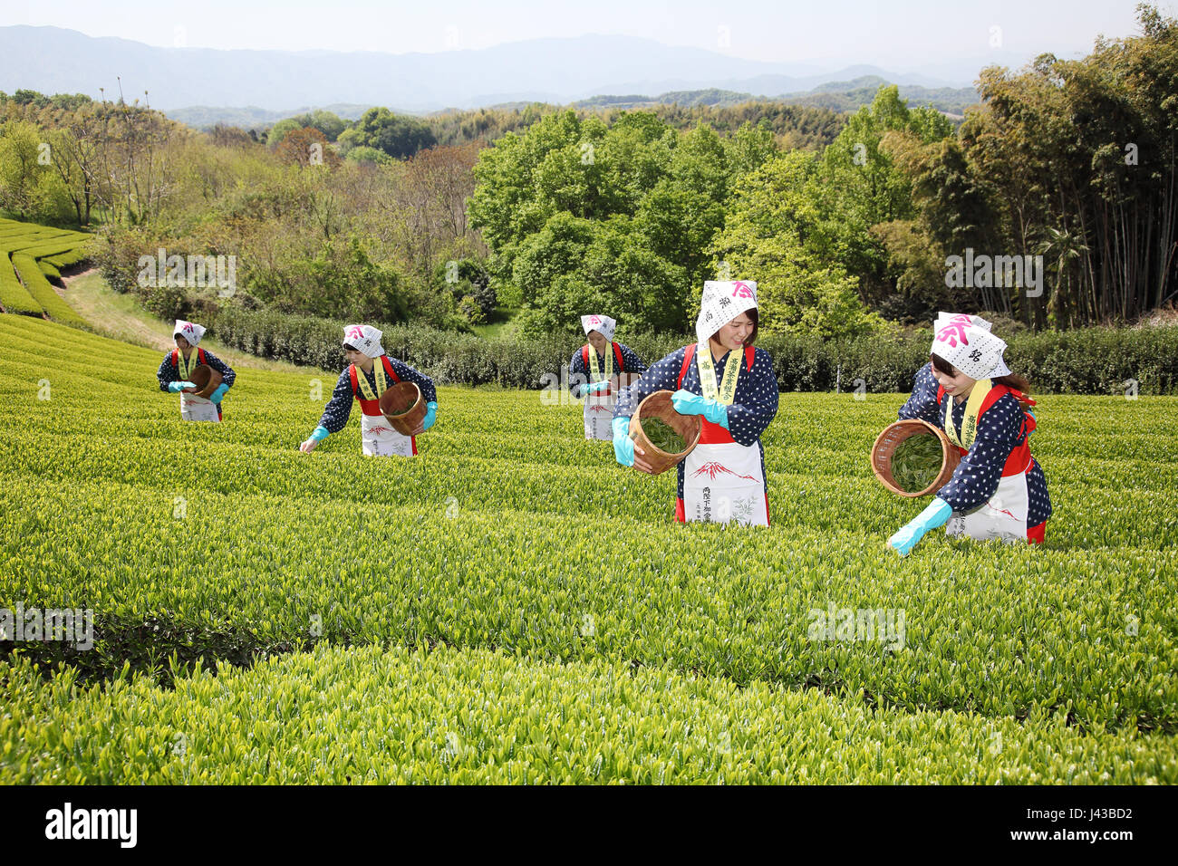 Asian tea industry High Resolution Stock Photography and Images - Alamy