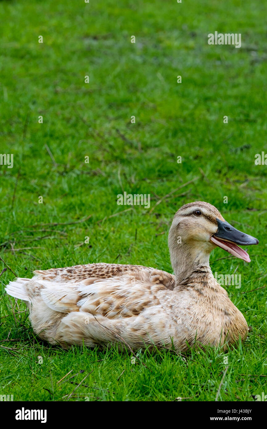 Mallard hen hi-res stock photography and images - Alamy