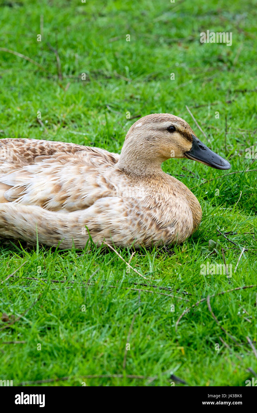 Leucistic mallard hen (Anas platyrhynchos) resting, leucism, mallard ...