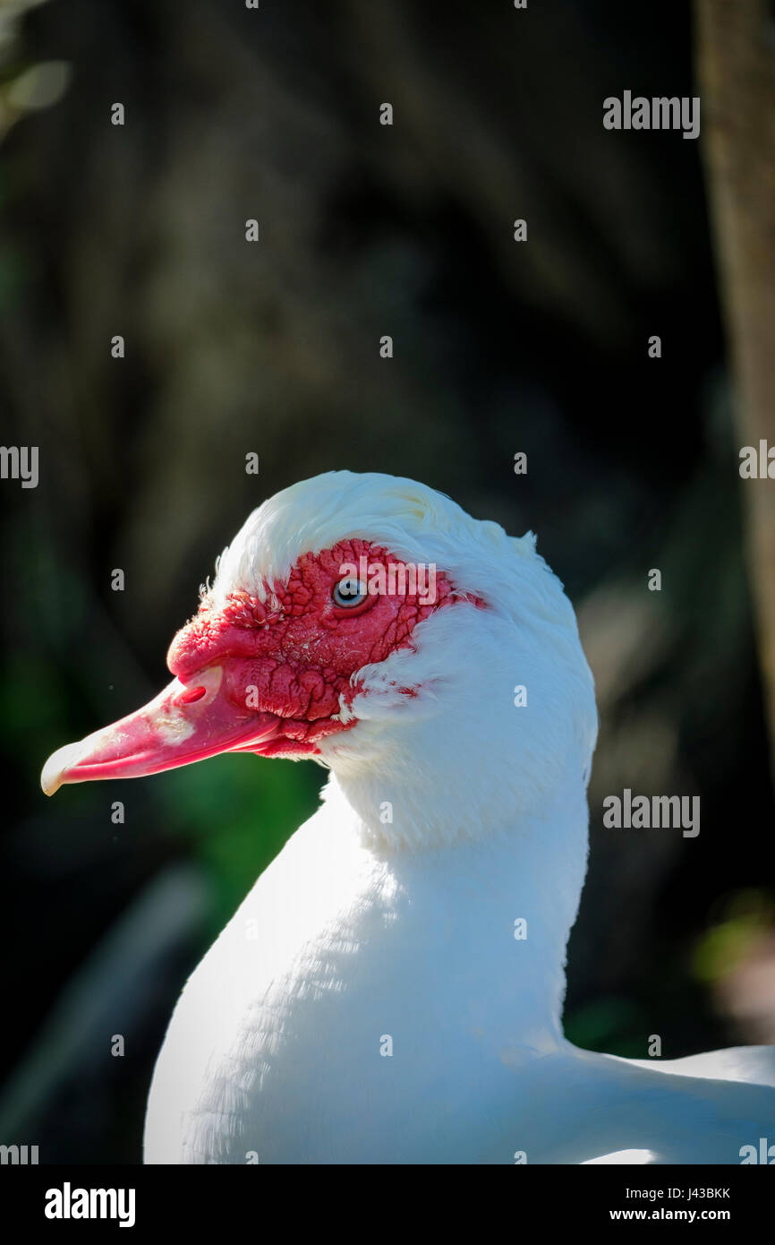 White Muscovy duck (Cairina moschata) portrait, close-up, face, feral ...