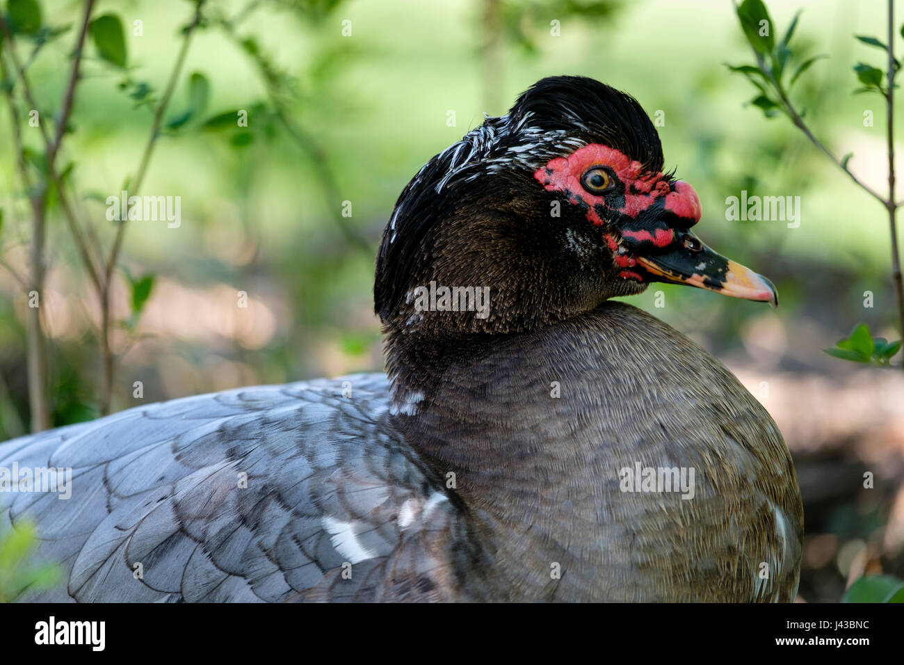 Red face duck hi-res stock photography and images - Alamy
