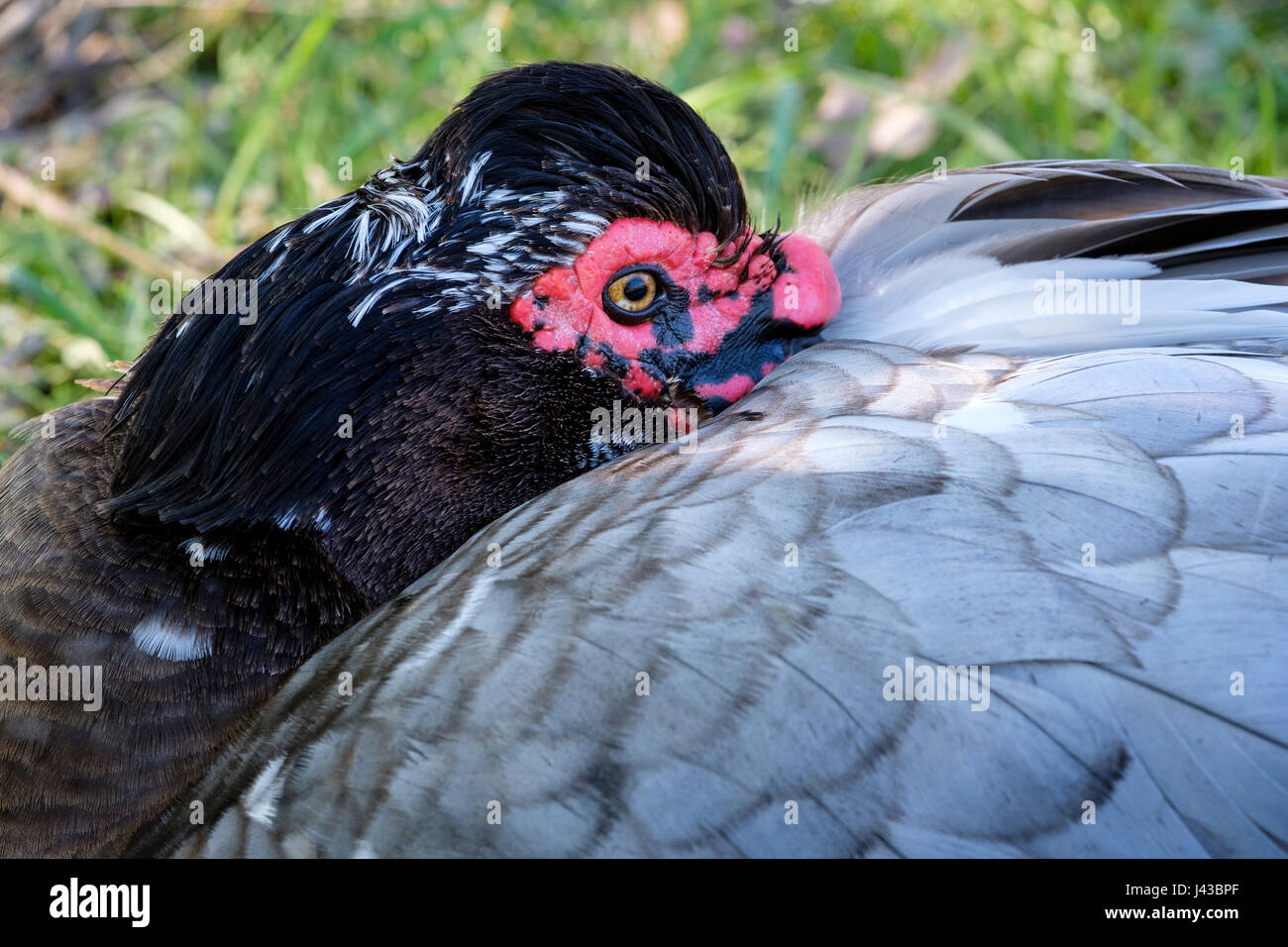 Gray, grey, blue drake Muscovy duck (Cairina moschata) portrait, close ...