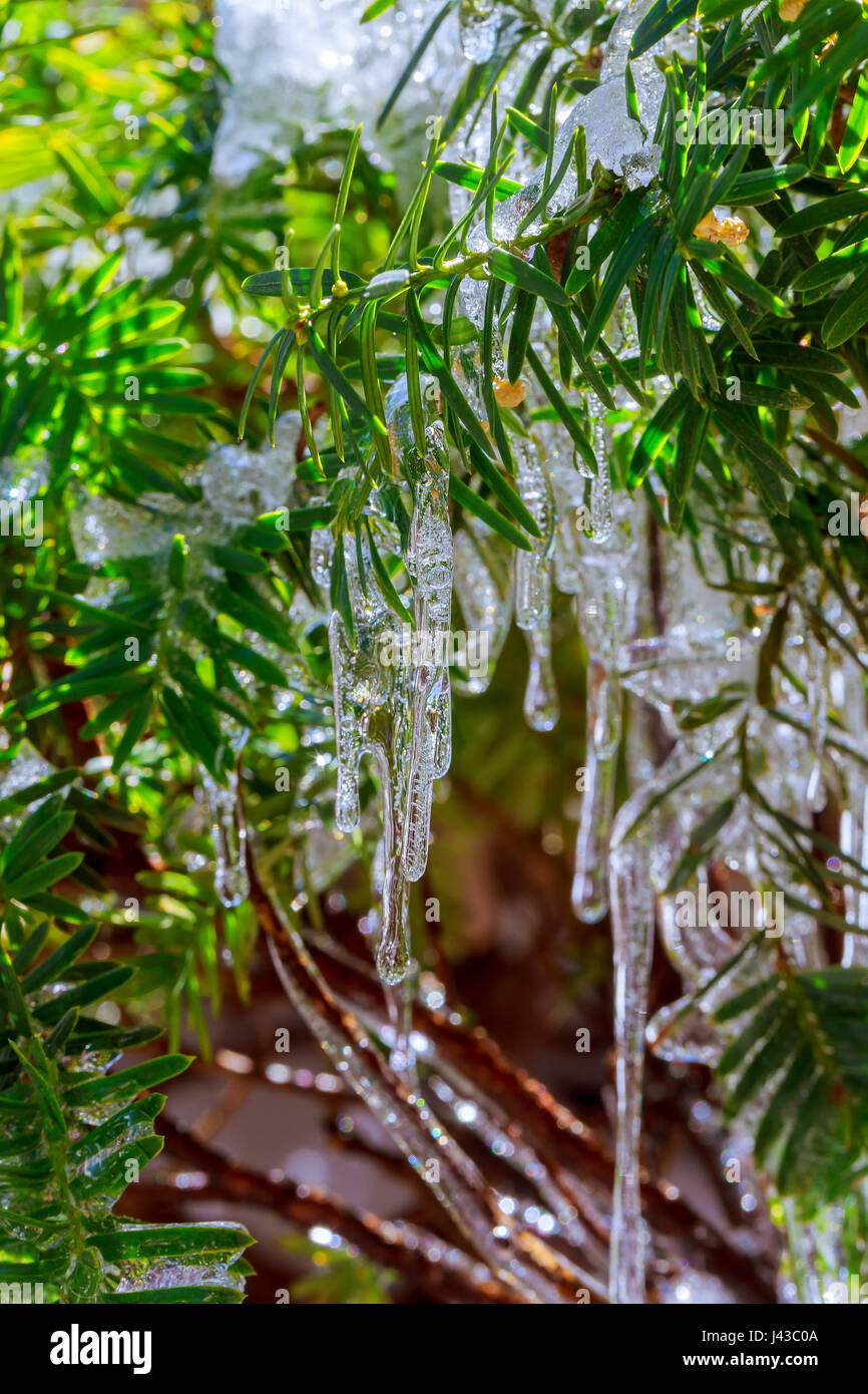 Icicles snow on the branches of trees. christmas, background, tree ...
