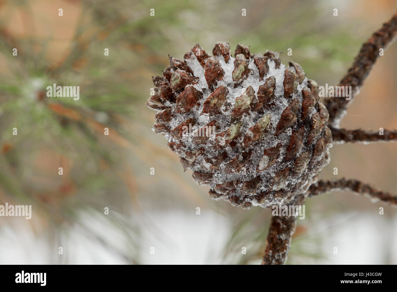 A beautiful pine cone in a natural habitat cone, pine, nature, forest ...