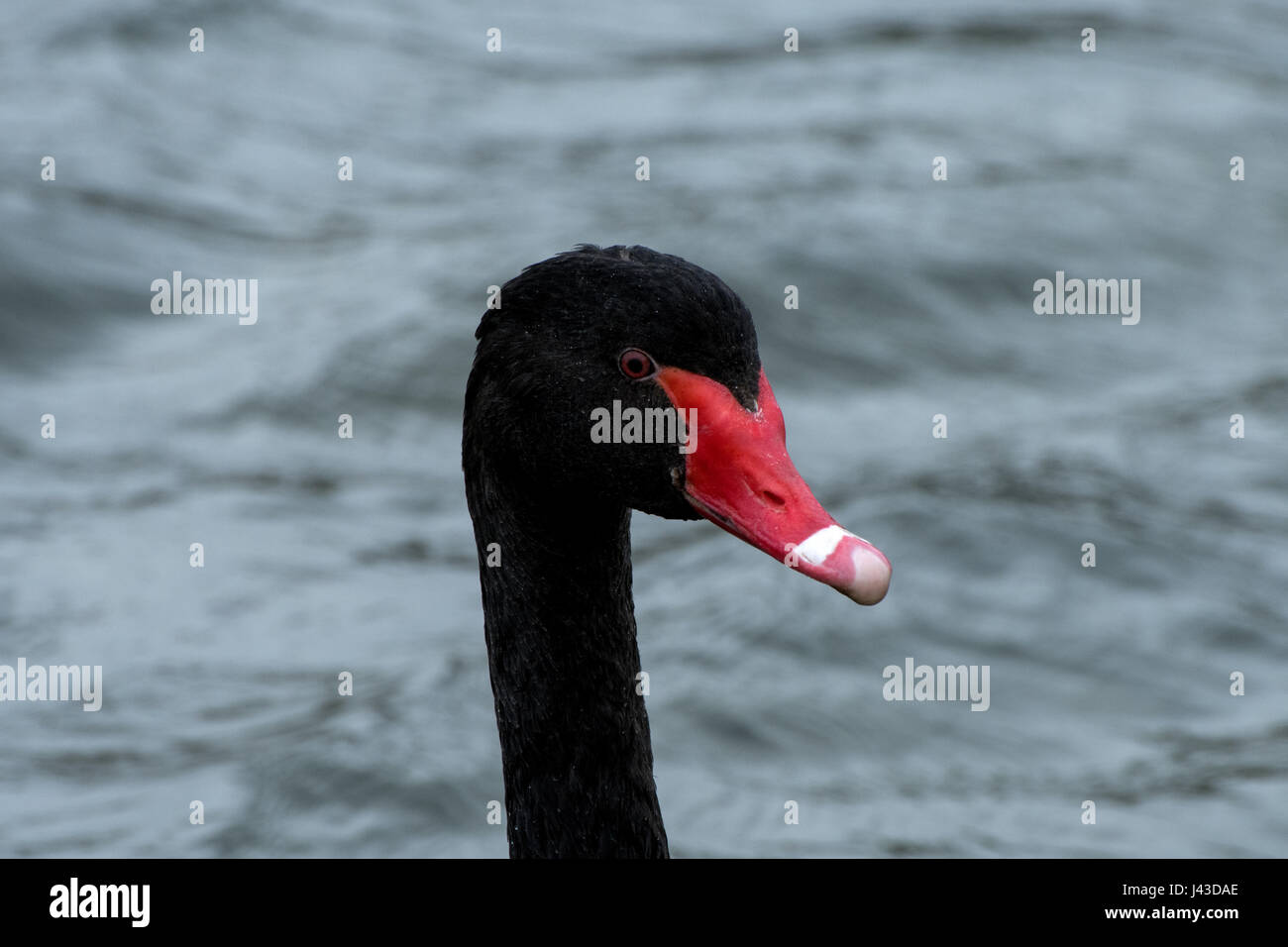 Black swan head and neck Stock Photo - Alamy