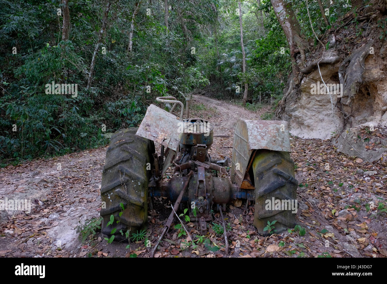 An old rusted tractor in the forest of Las Guacamayas located in Laguna ...