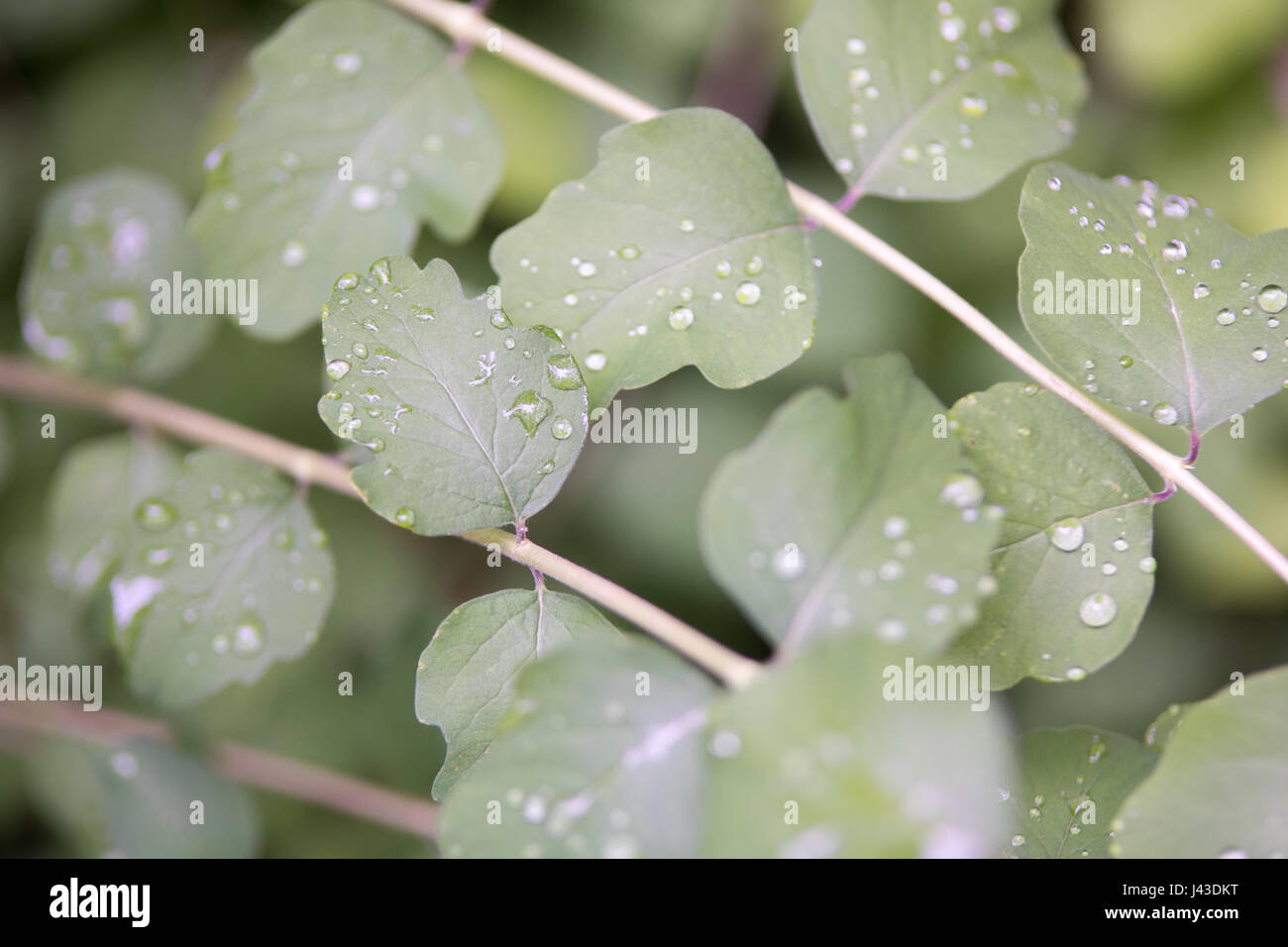 Shrub leaves with rain drops hi-res stock photography and images - Alamy