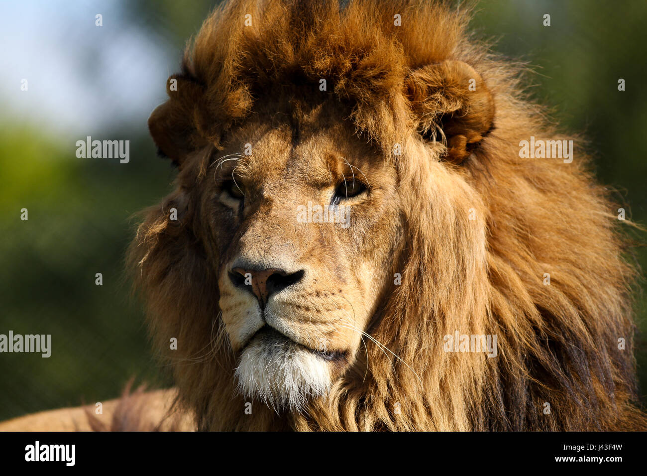 Knowsley safari park lion hi-res stock photography and images - Alamy