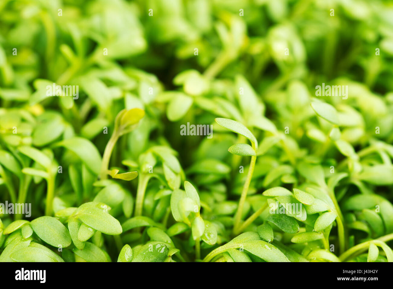 Garden cress plant hi-res stock photography and images - Alamy