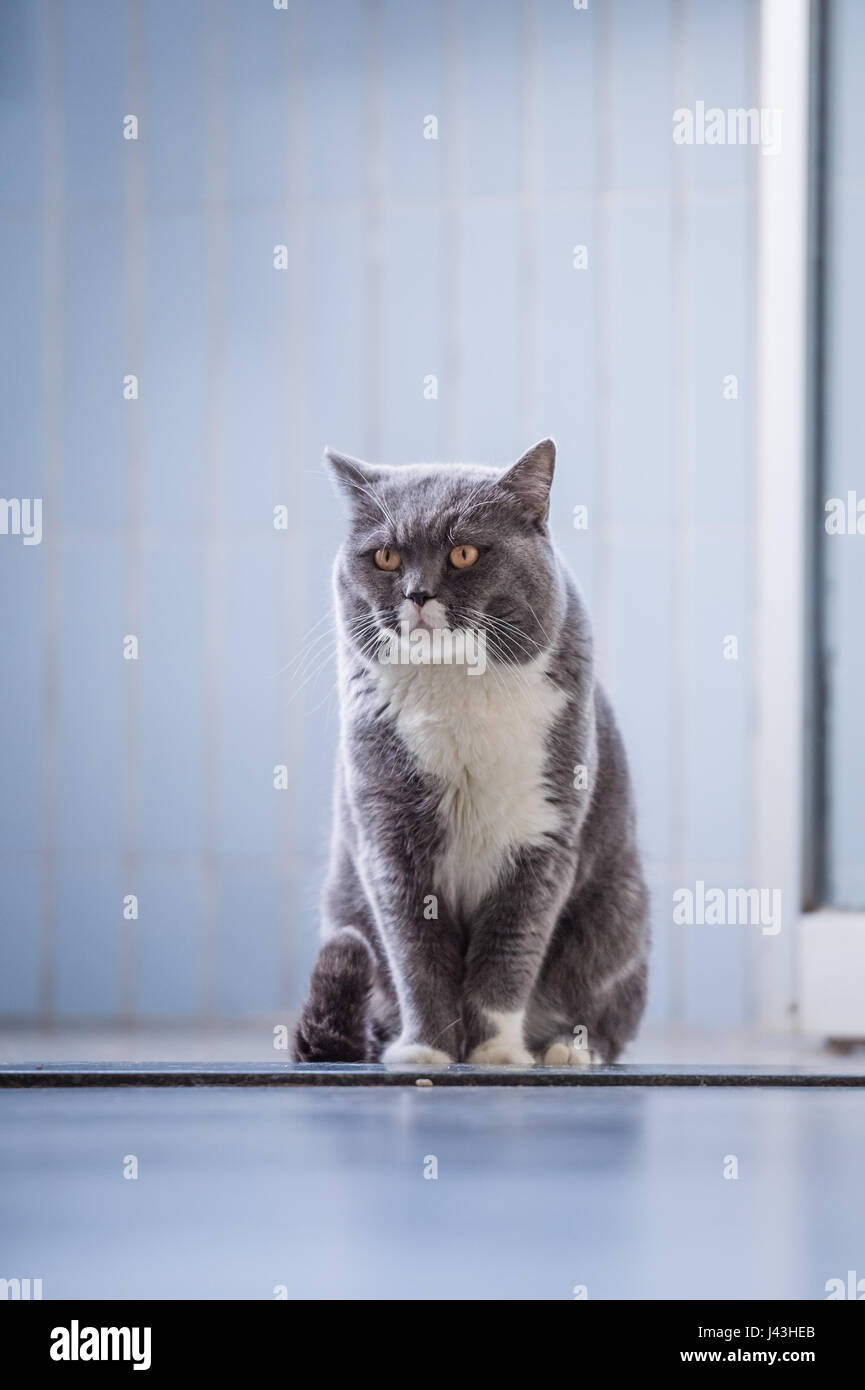 The gray British cat Stock Photo - Alamy