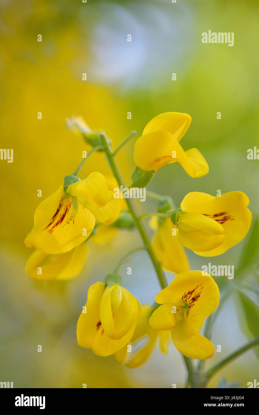 Yellow Golden shower Cassia fistula flower Stock Photo - Alamy