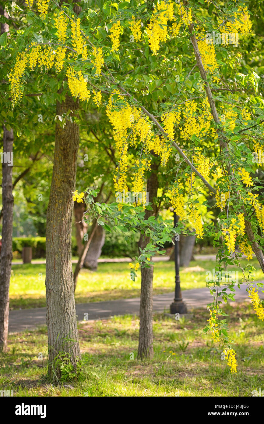 Yellow Golden shower Cassia fistula flower Stock Photo - Alamy