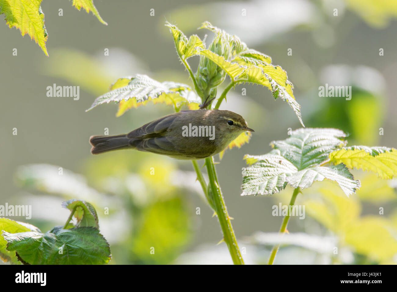 Bramble bird hi-res stock photography and images - Alamy
