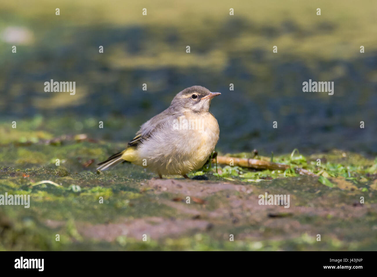 Grey wagtail (Motacilla cinerea) fledgling. Juvenile bird in the family ...