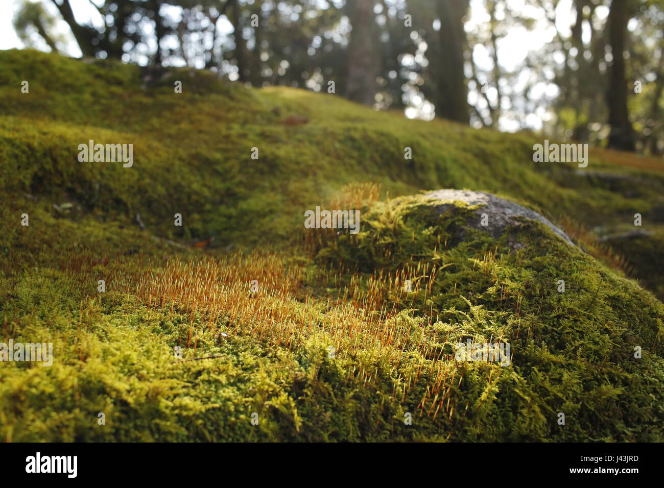 Closeup on a field of moss with spots of sunny daylight Stock Photo - Alamy