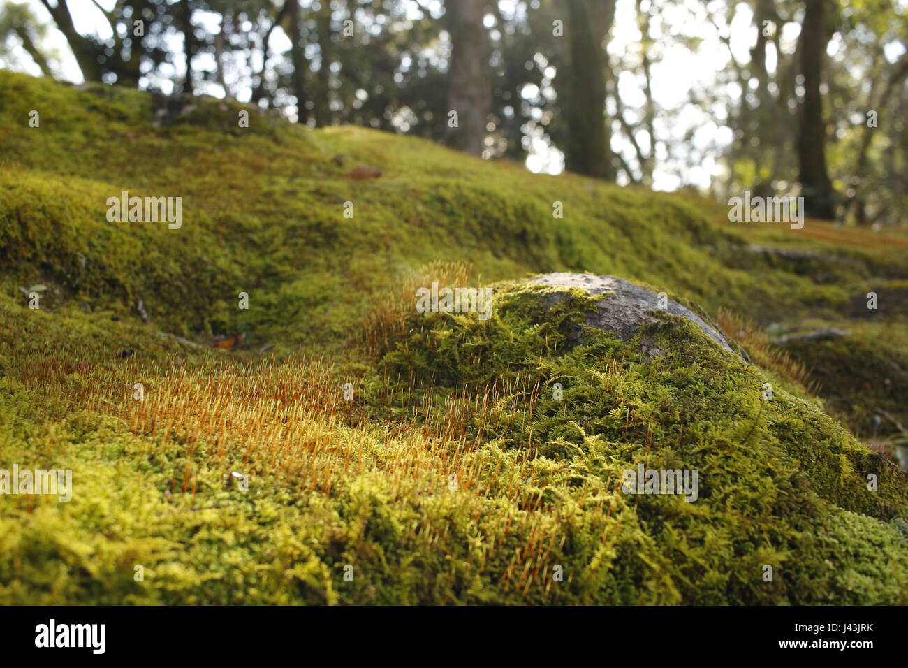 Moss spots hi-res stock photography and images - Alamy