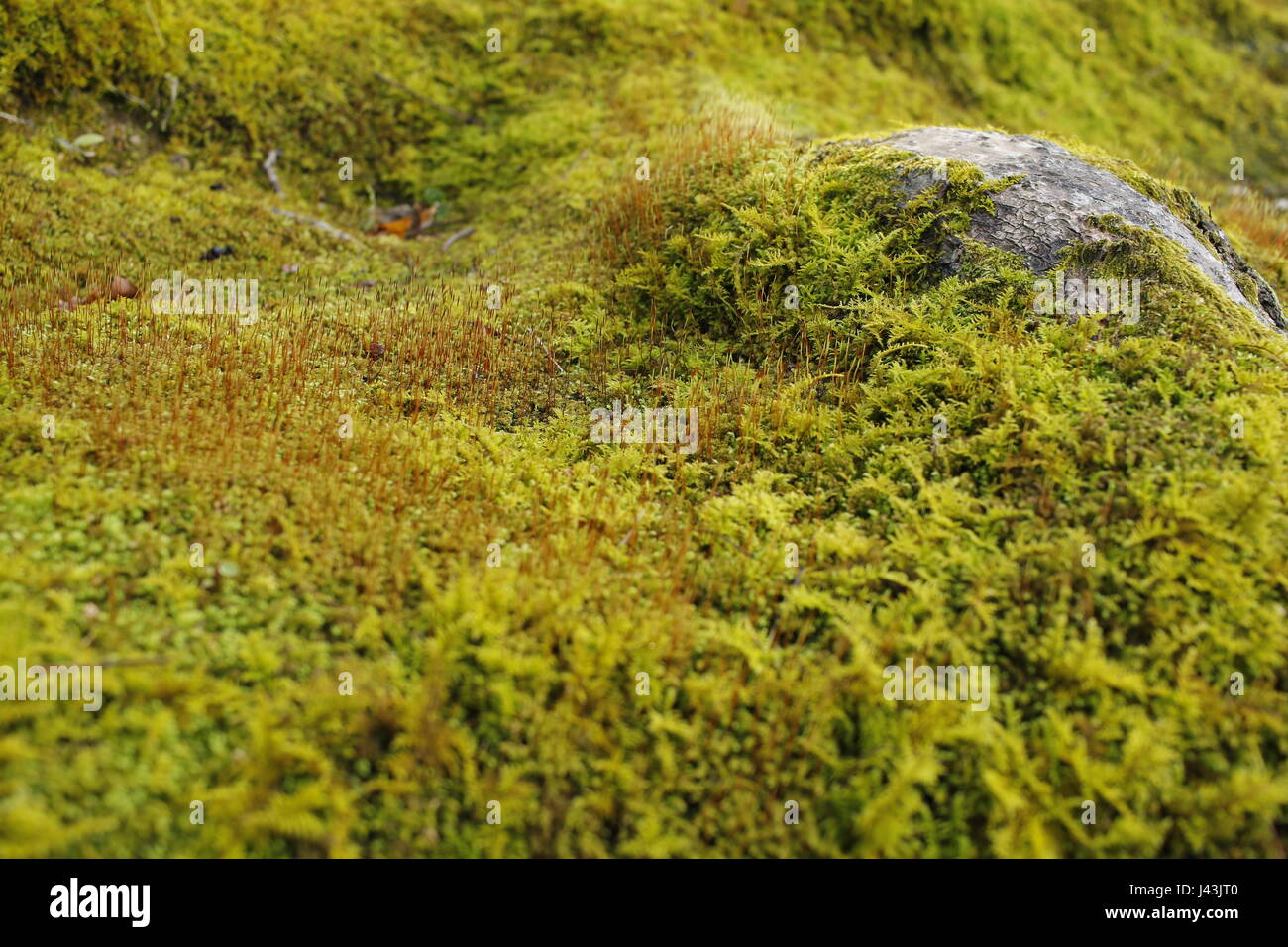 Closeup on a field of moss with spots of sunny daylight Stock Photo - Alamy
