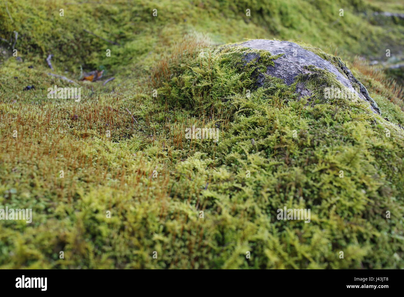 Closeup on a field of moss with spots of sunny daylight Stock Photo - Alamy