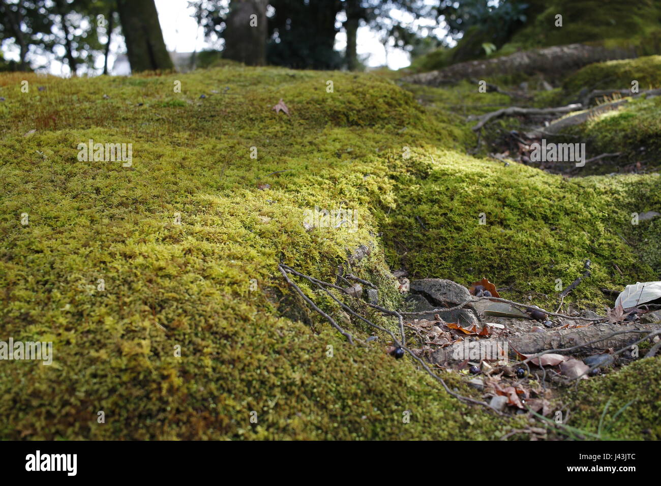 Closeup on a field of moss with spots of sunny daylight Stock Photo - Alamy
