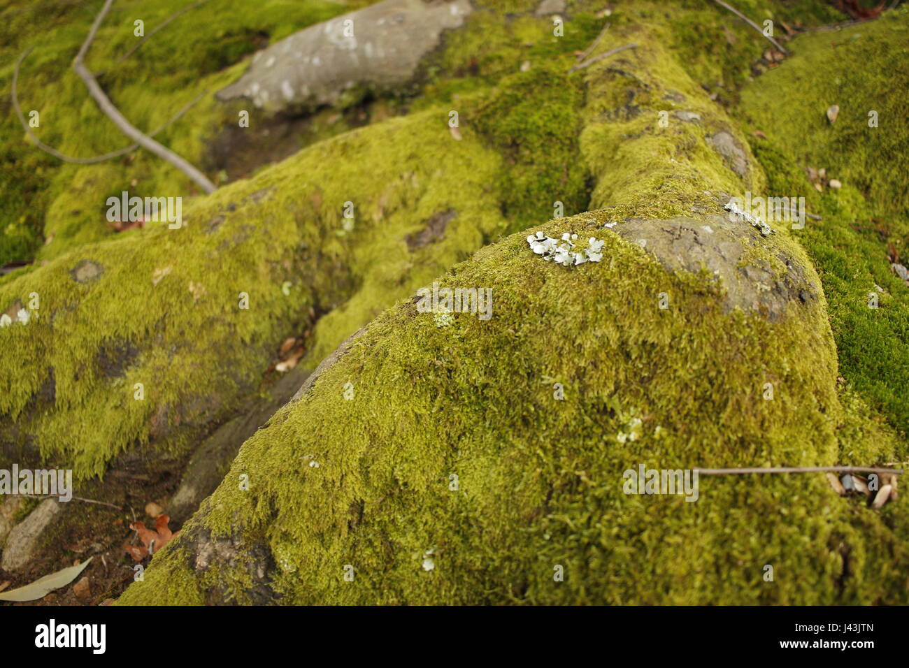 Closeup on a field of moss with spots of sunny daylight Stock Photo - Alamy