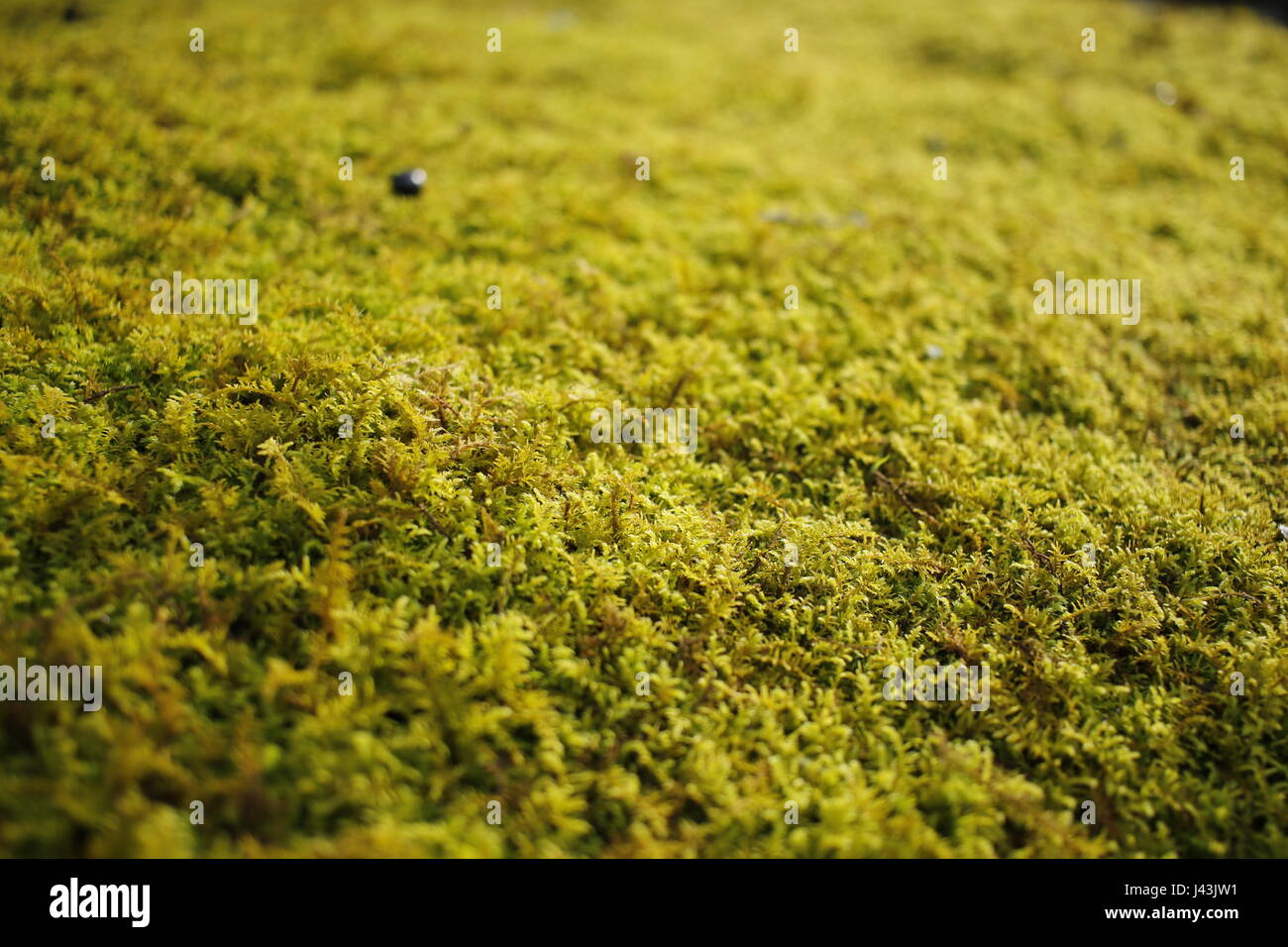 Closeup on a field of moss with spots of sunny daylight Stock Photo - Alamy