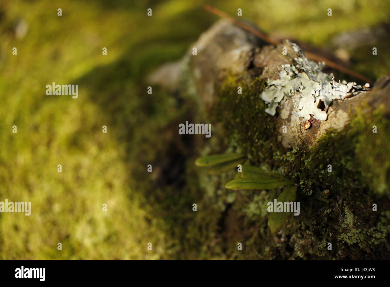 Closeup on a field of moss with spots of sunny daylight Stock Photo - Alamy