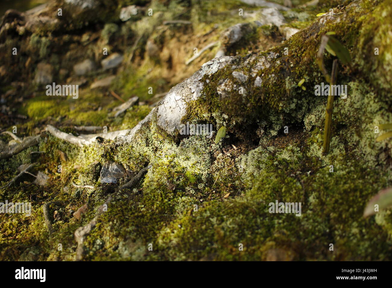 Closeup on field moss spots hi-res stock photography and images - Alamy