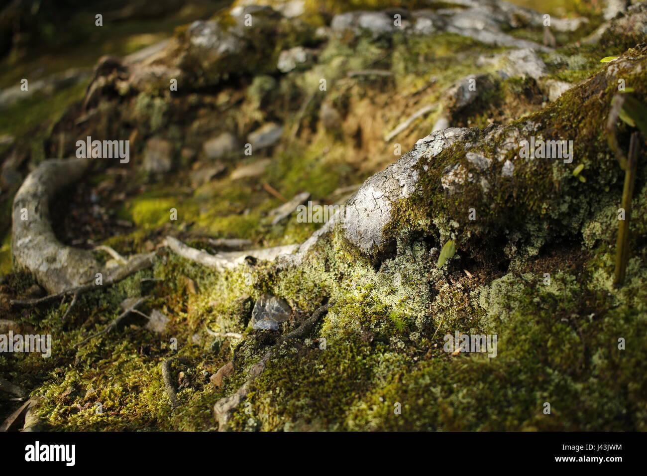 Closeup on a field of moss with spots of sunny daylight Stock Photo - Alamy